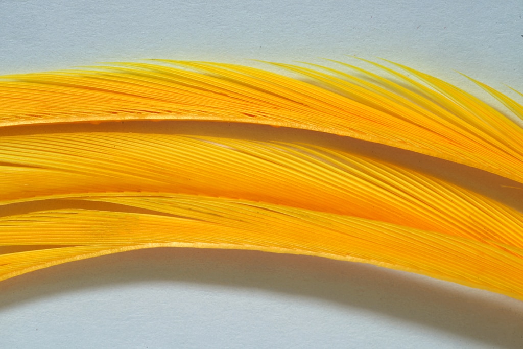 Premium Selected Goose Biots | Fulling Mill Fly Tying