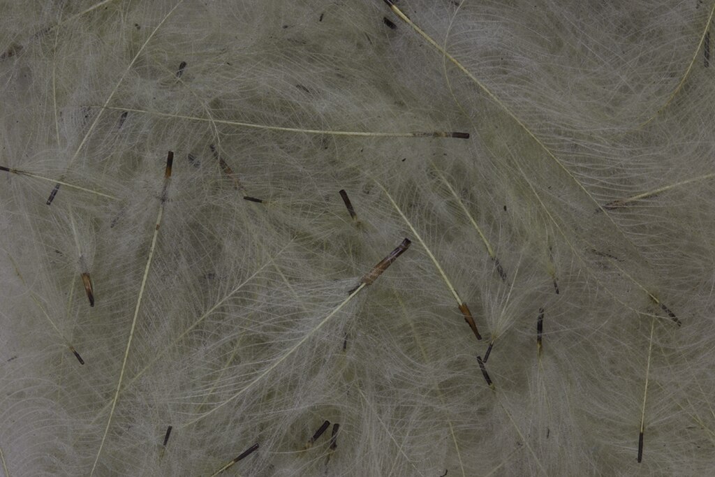 CDC Feathers Bulk | Fulling Mill Fly Tying